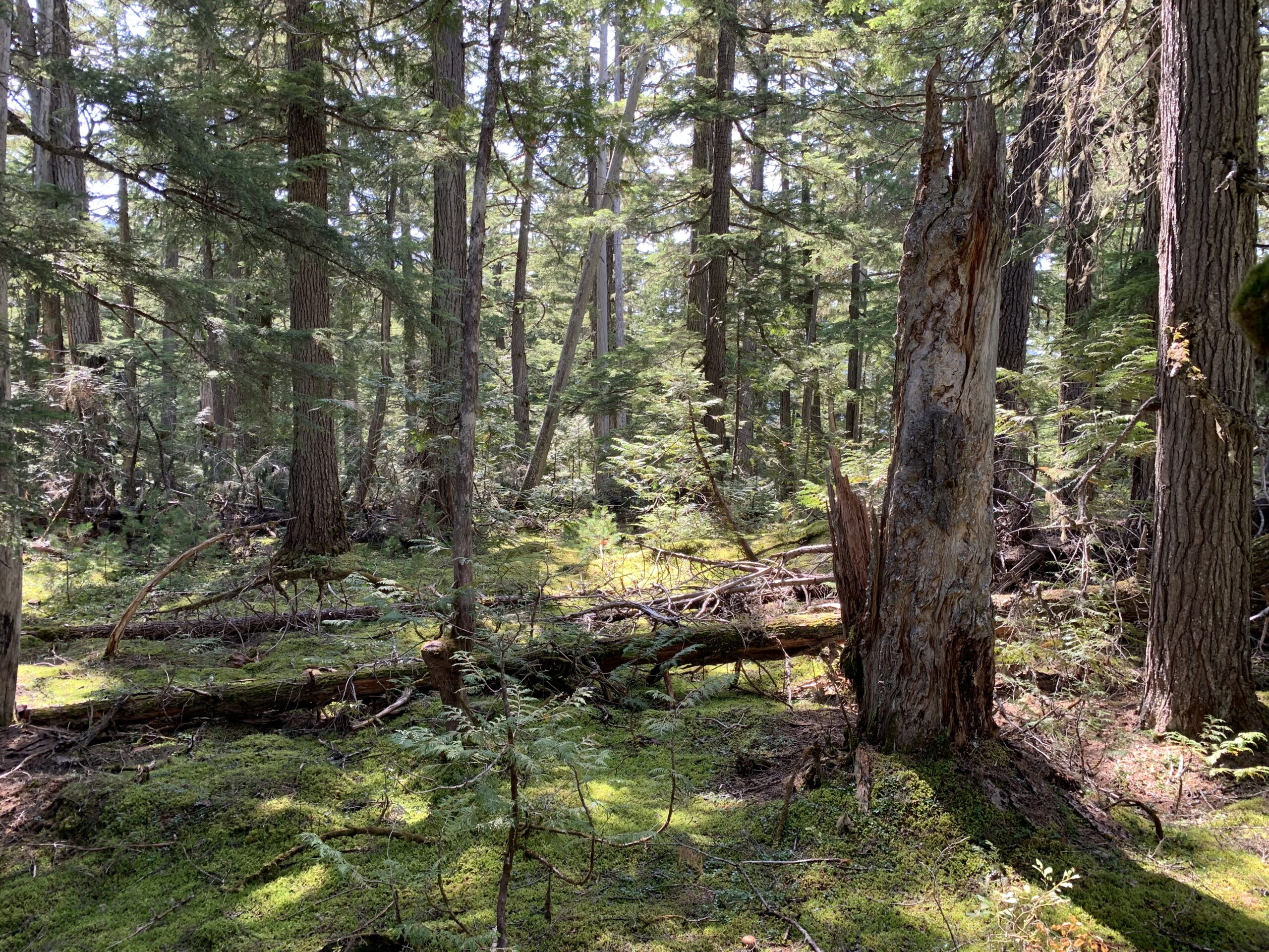 Forest Operations - Nakusp and Area Community Forest
