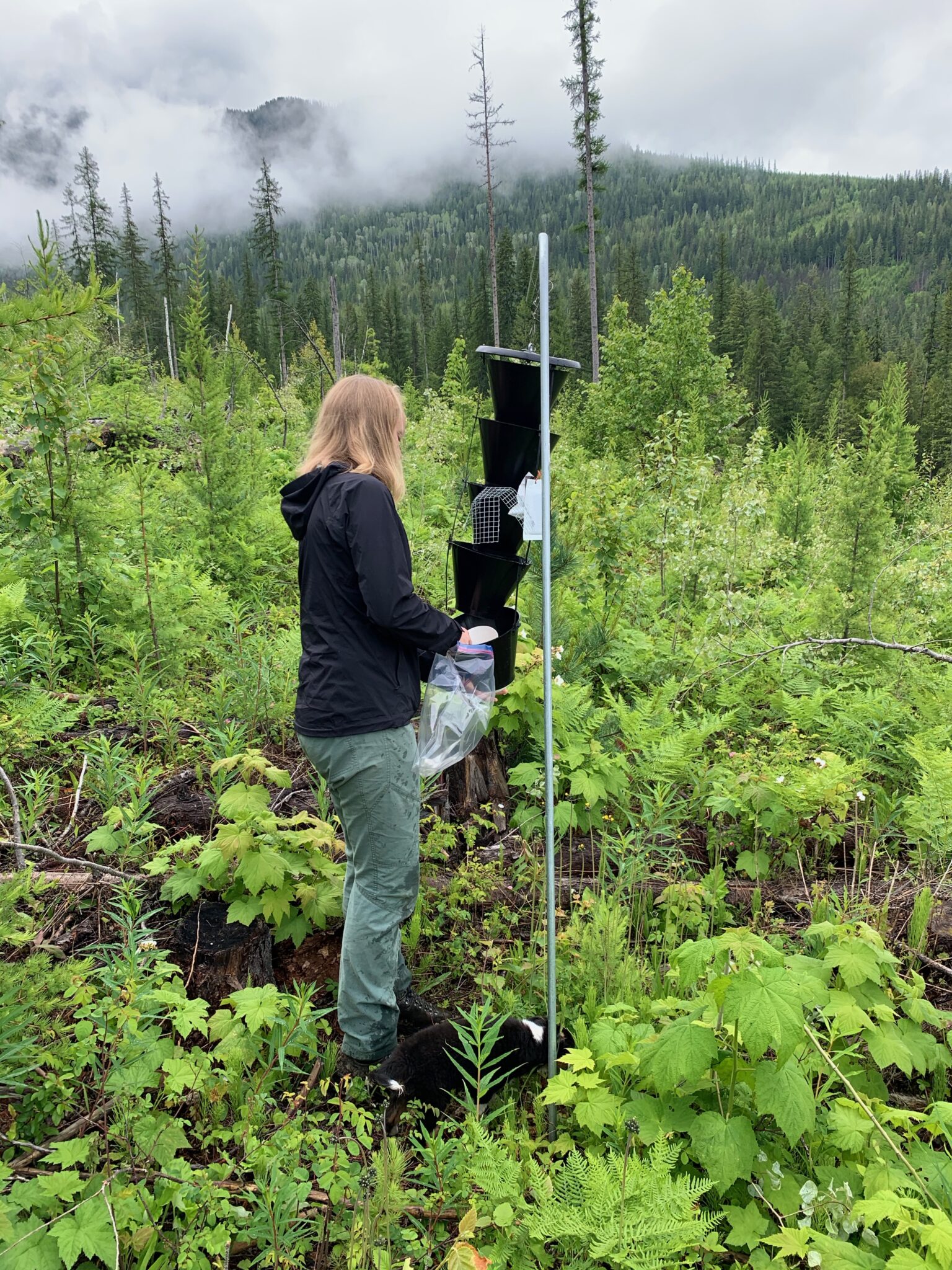 The Incidental Capture of Bats in Douglas-Fir Beetle Funnel Traps ...
