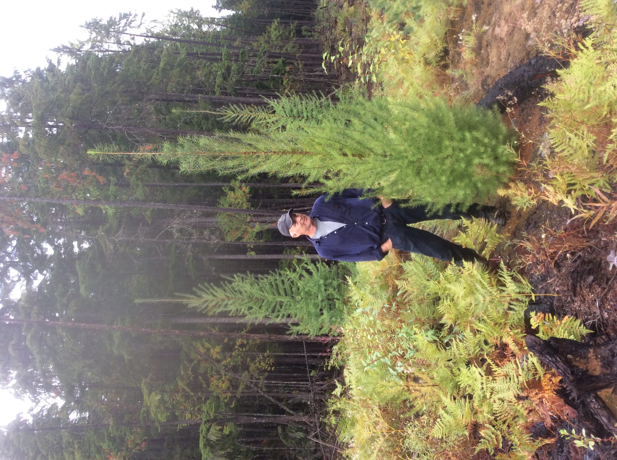 Silviculture Activities - Nakusp and Area Community Forest