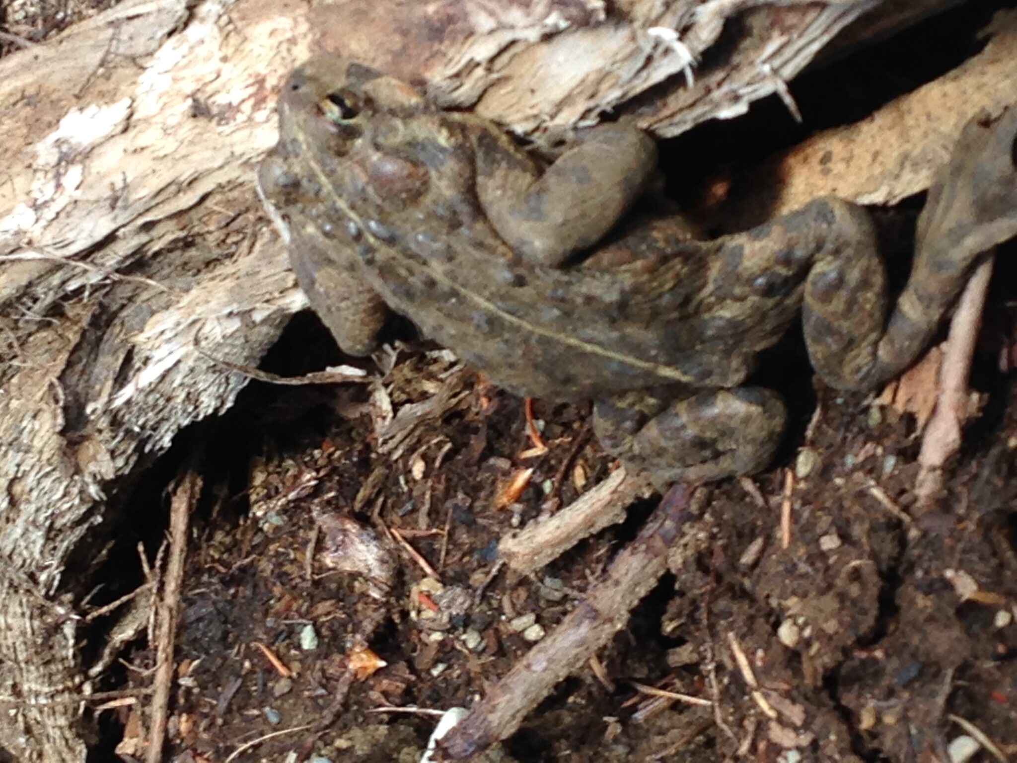 Western Toads - Nakusp and Area Community Forest