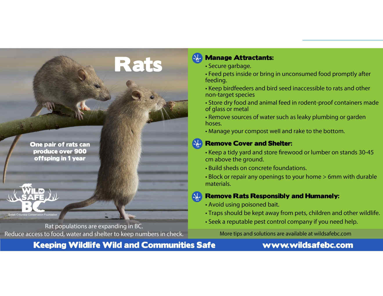 Speaker Series: Rat Control with Local Experts (Educational Information ...